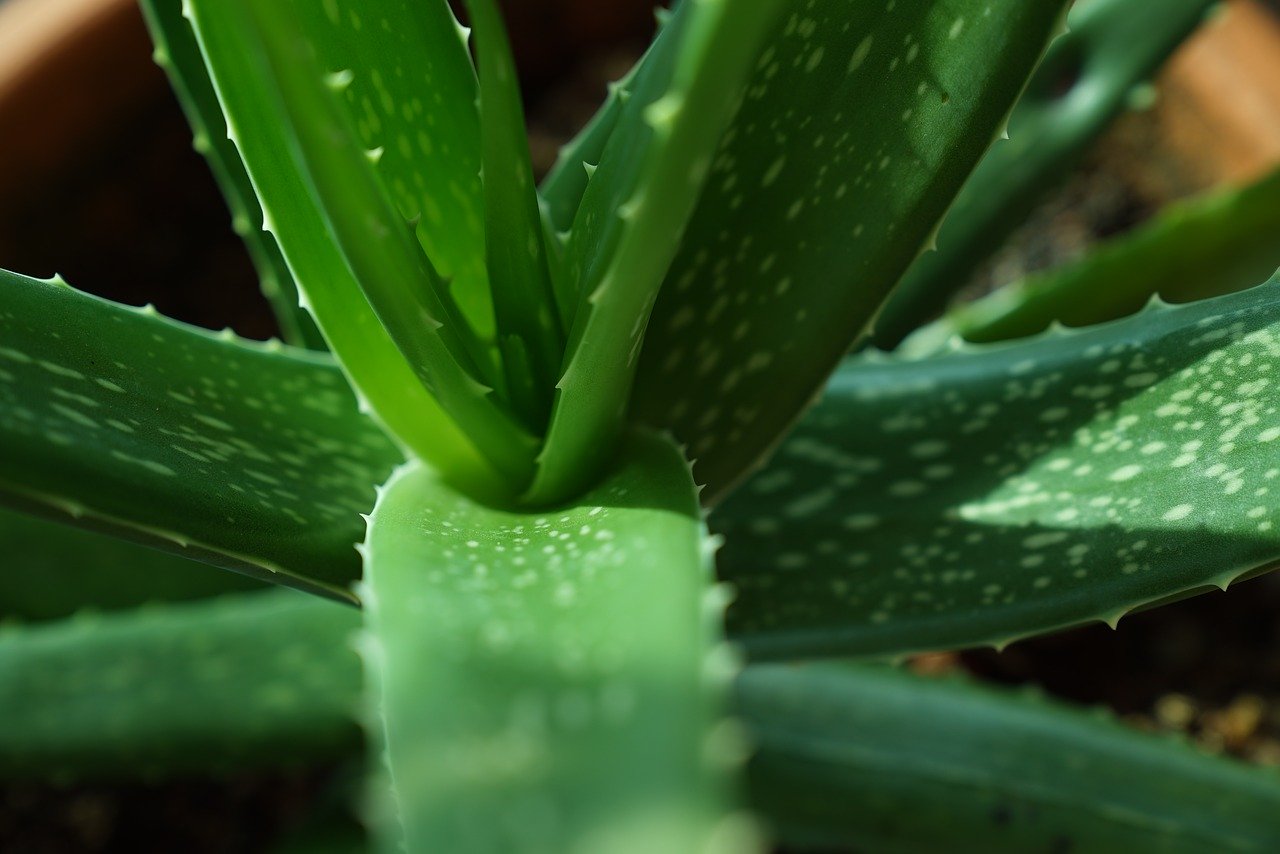L'Aloe Vera - Source Verte
